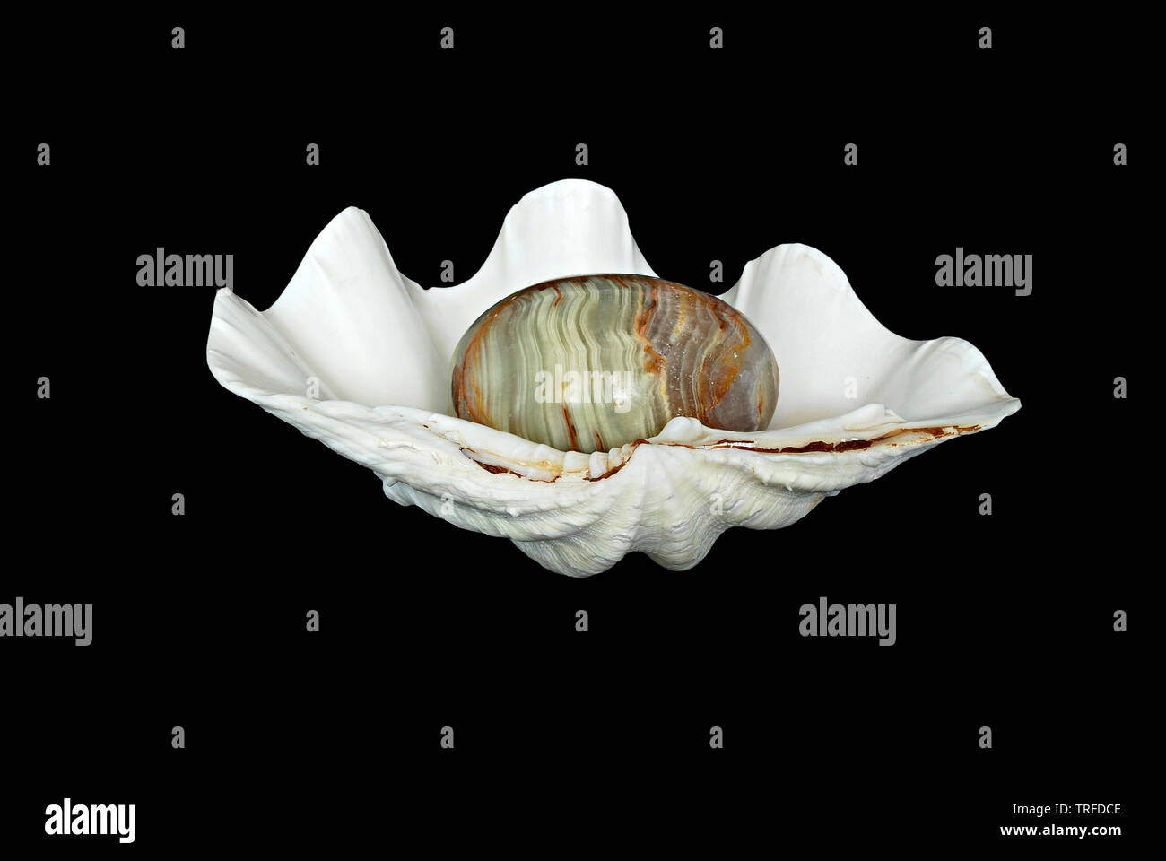 A gem egg within a white seashell Stock Photo - Alamy