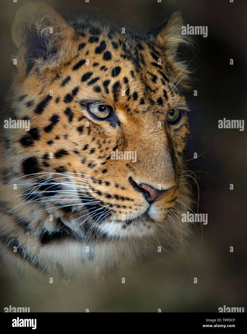 Amur leopard Panthera pardus orientalis CAPTIVE Stock Photo - Alamy
