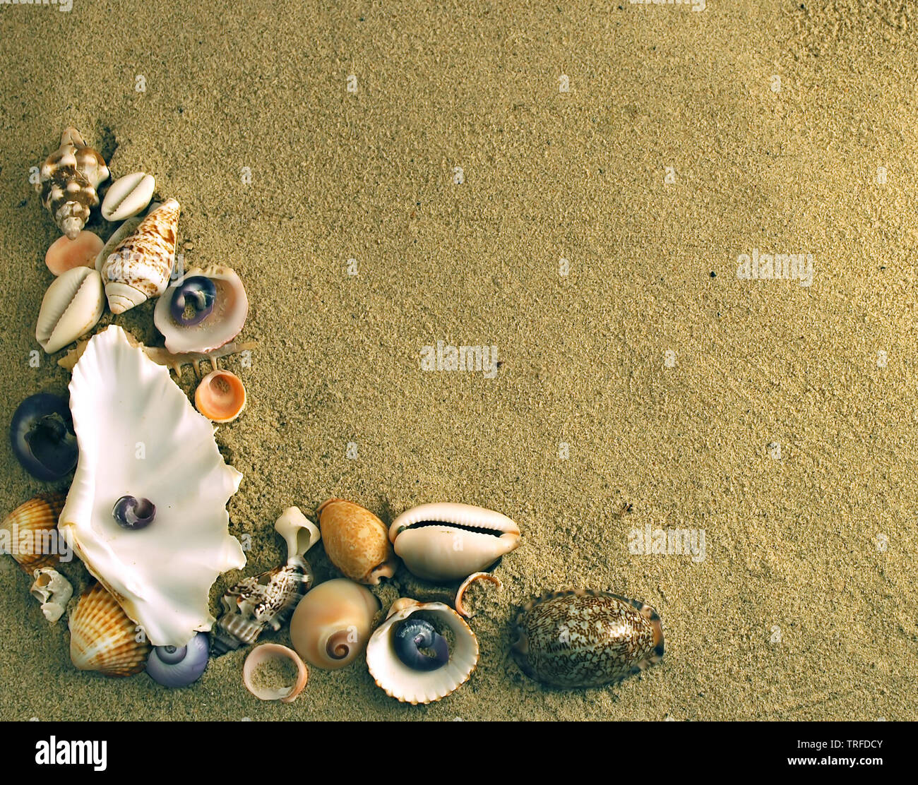 Different bivalve hi-res stock photography and images - Alamy