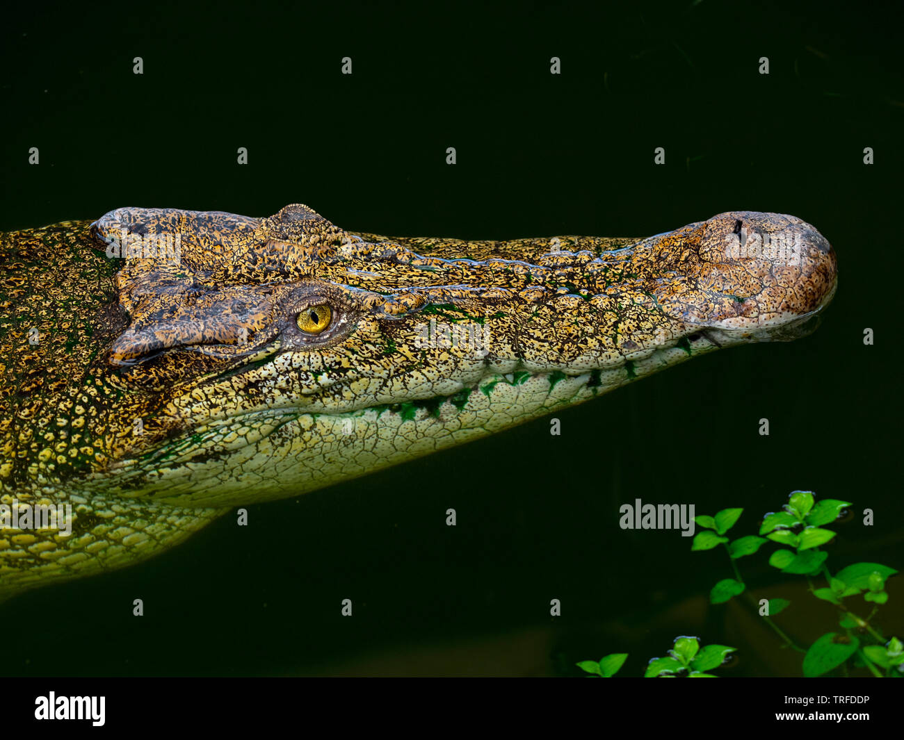 Saltwater crocodile Crocodylus porosus CAPTIVE Stock Photo - Alamy
