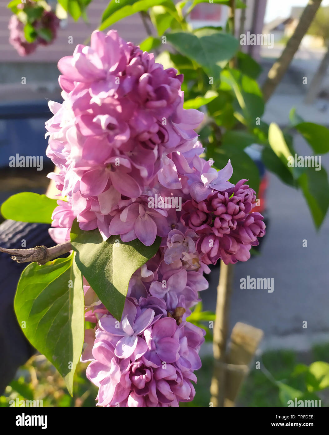 In the photo of a flower of lilac on a tree. Spring landscape Stock ...