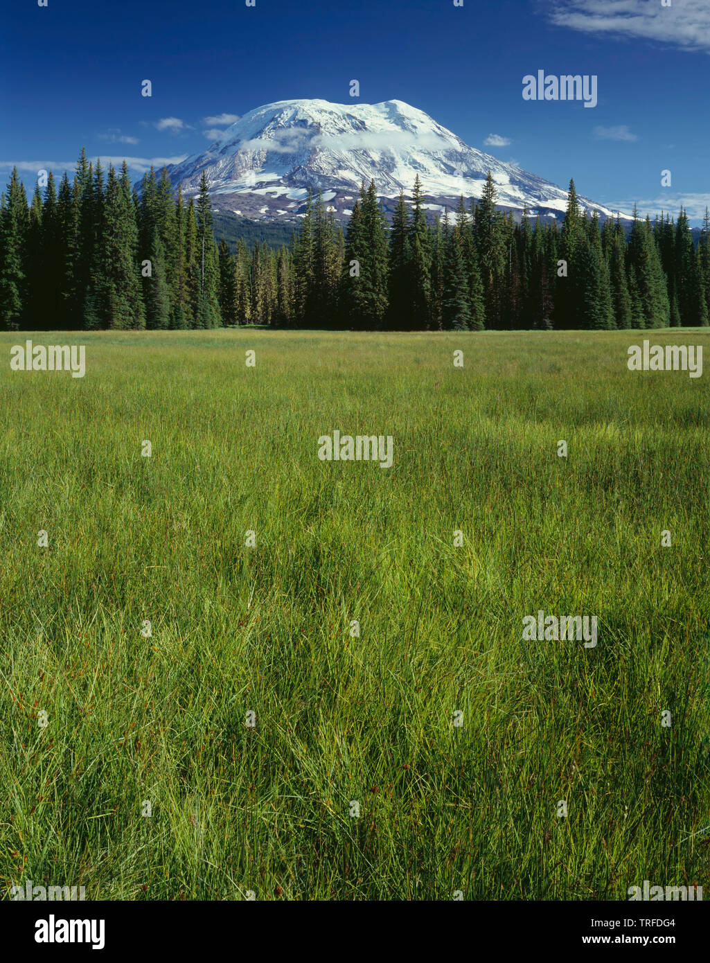 USA, Washington, Gifford Pinchot National Forest, Northwest side of Mt ...