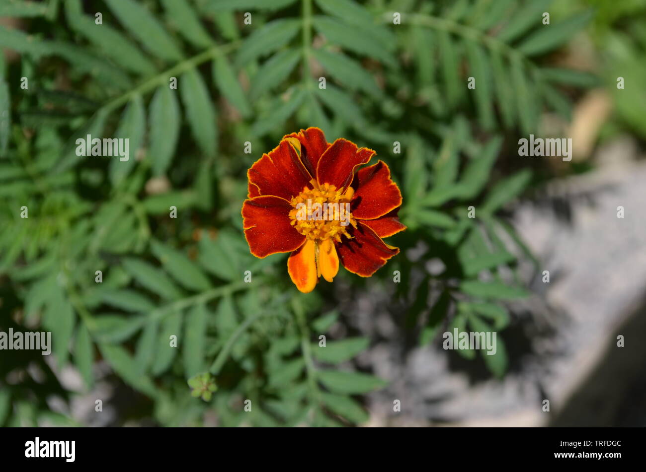 Flor roja superior hi-res stock photography and images - Alamy