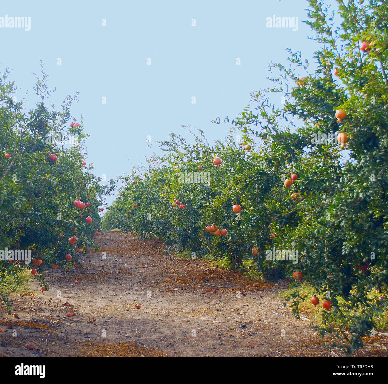 Pomegranate orchard hi-res stock photography and images - Alamy