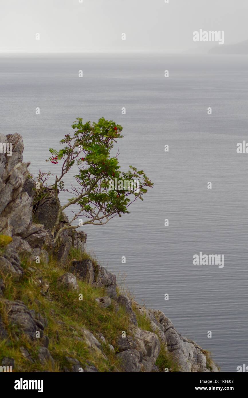 Lone Rowan Tree (Sorbus aucuparia) on a Limestone Cliff by the Sea on a ...
