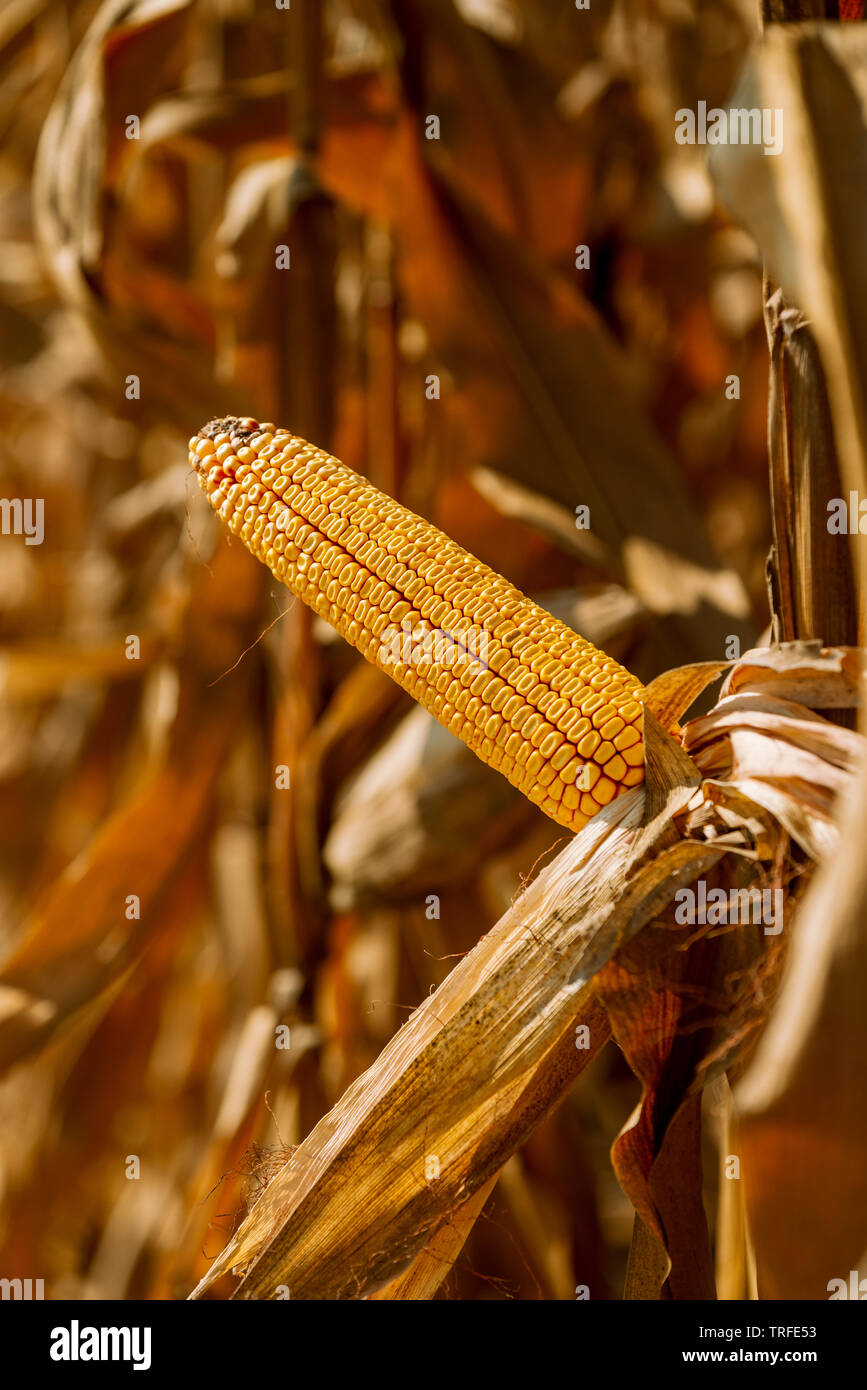 Ripe ear of corn on plant stalk ready for harvest Stock Photo - Alamy