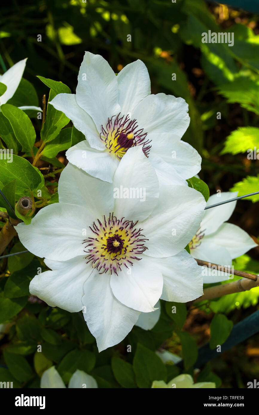 Clematis flowerhead hi-res stock photography and images - Alamy
