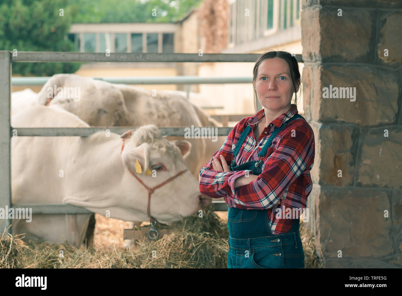Proud successful farmer at cow dairy farm. Portrait of adult caucasian ...