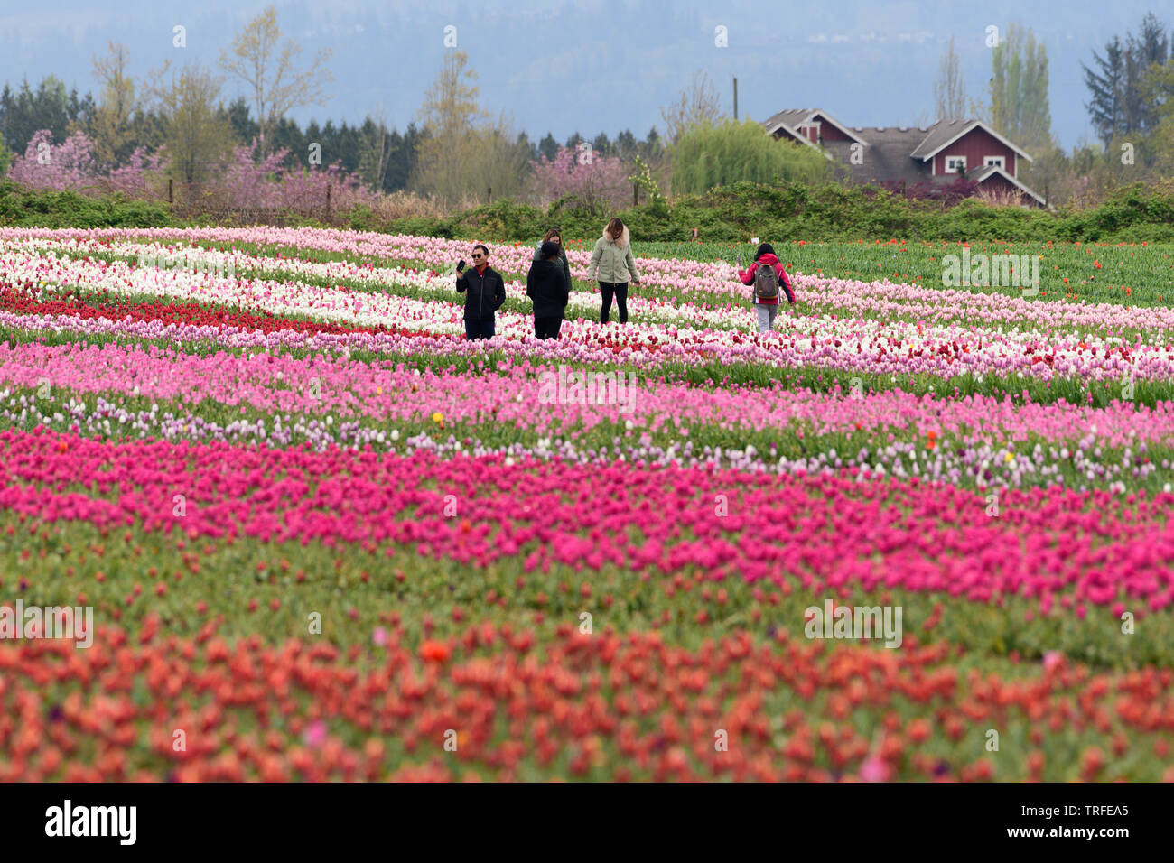 Tourist enjoy the soft overcast light and beautiful flowers on display ...
