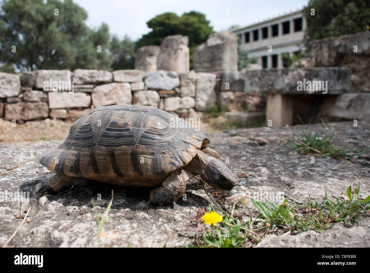 Turtle greece hi-res stock photography and images - Alamy
