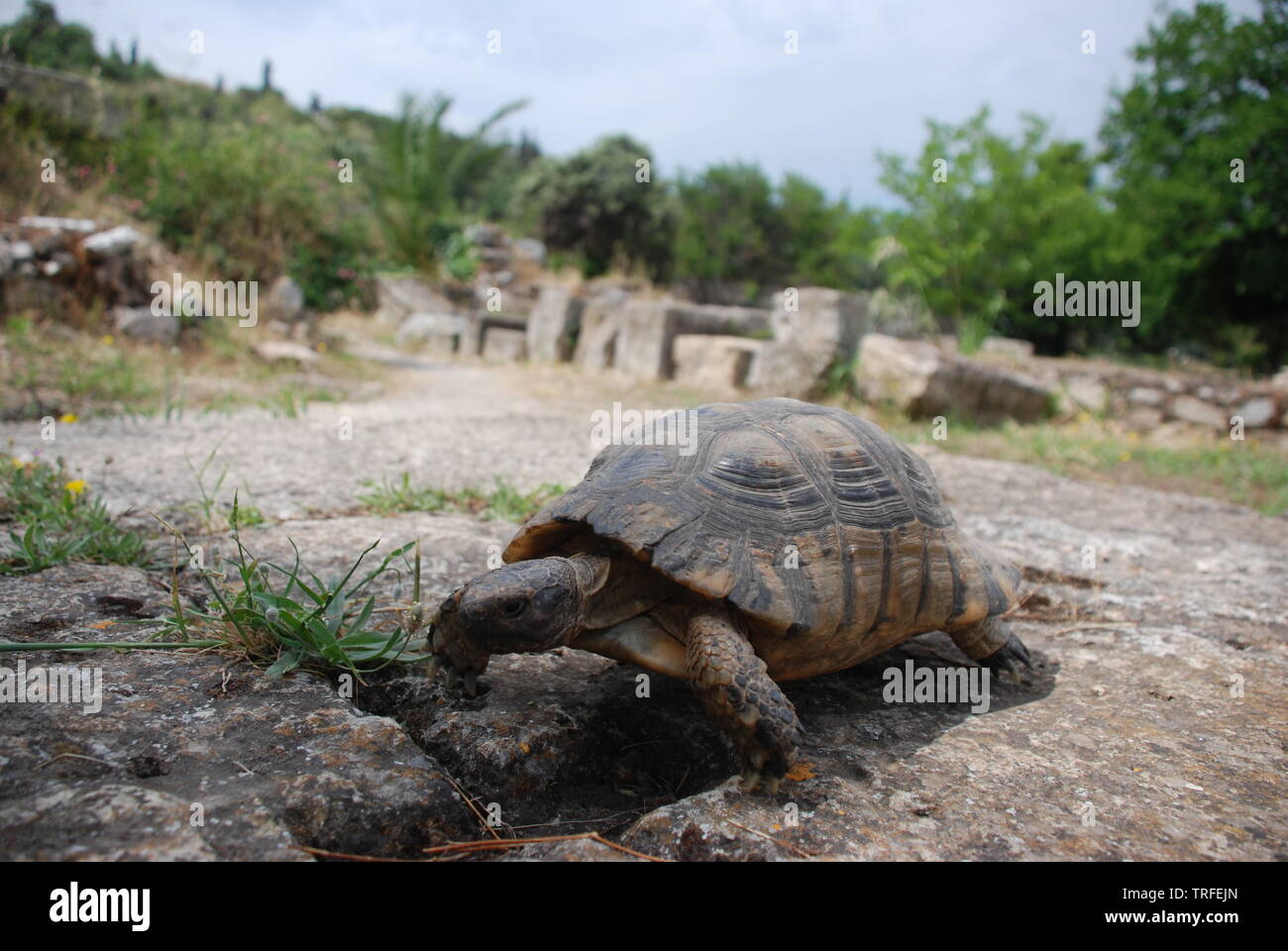 Turtle greece hi-res stock photography and images - Alamy