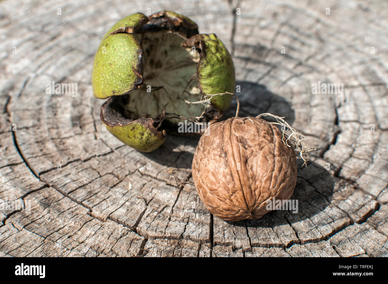 Walnut shell and its green husk closeup on cut wooden trunk background ...