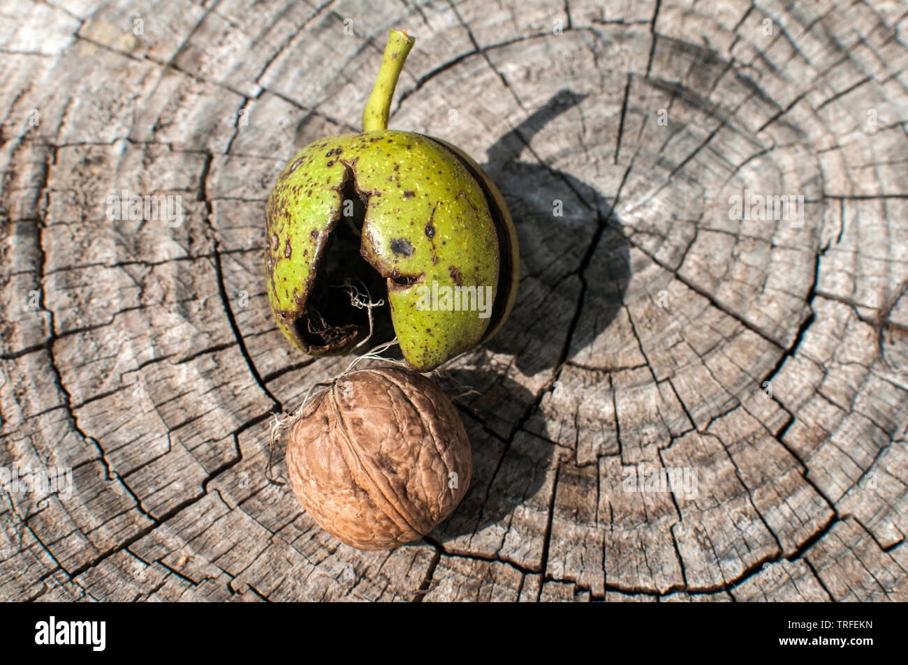Walnut shell and its green husk closeup on cut wooden trunk background ...