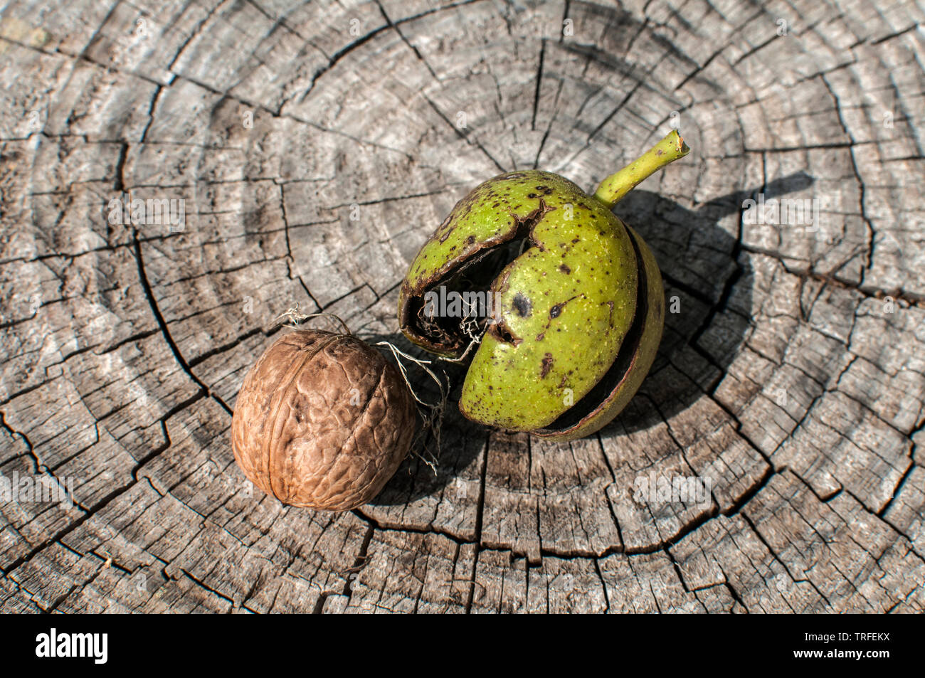 Walnut shell and its green husk closeup on cut wooden trunk background ...
