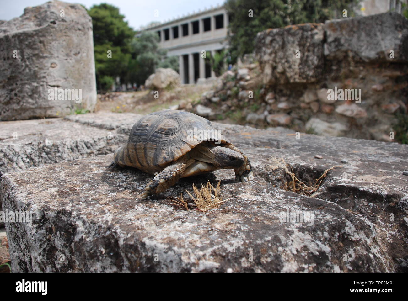 Turtle greece hi-res stock photography and images - Alamy