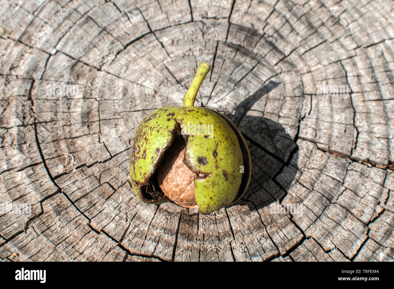Walnut shell and its green husk closeup on cut wooden trunk background ...