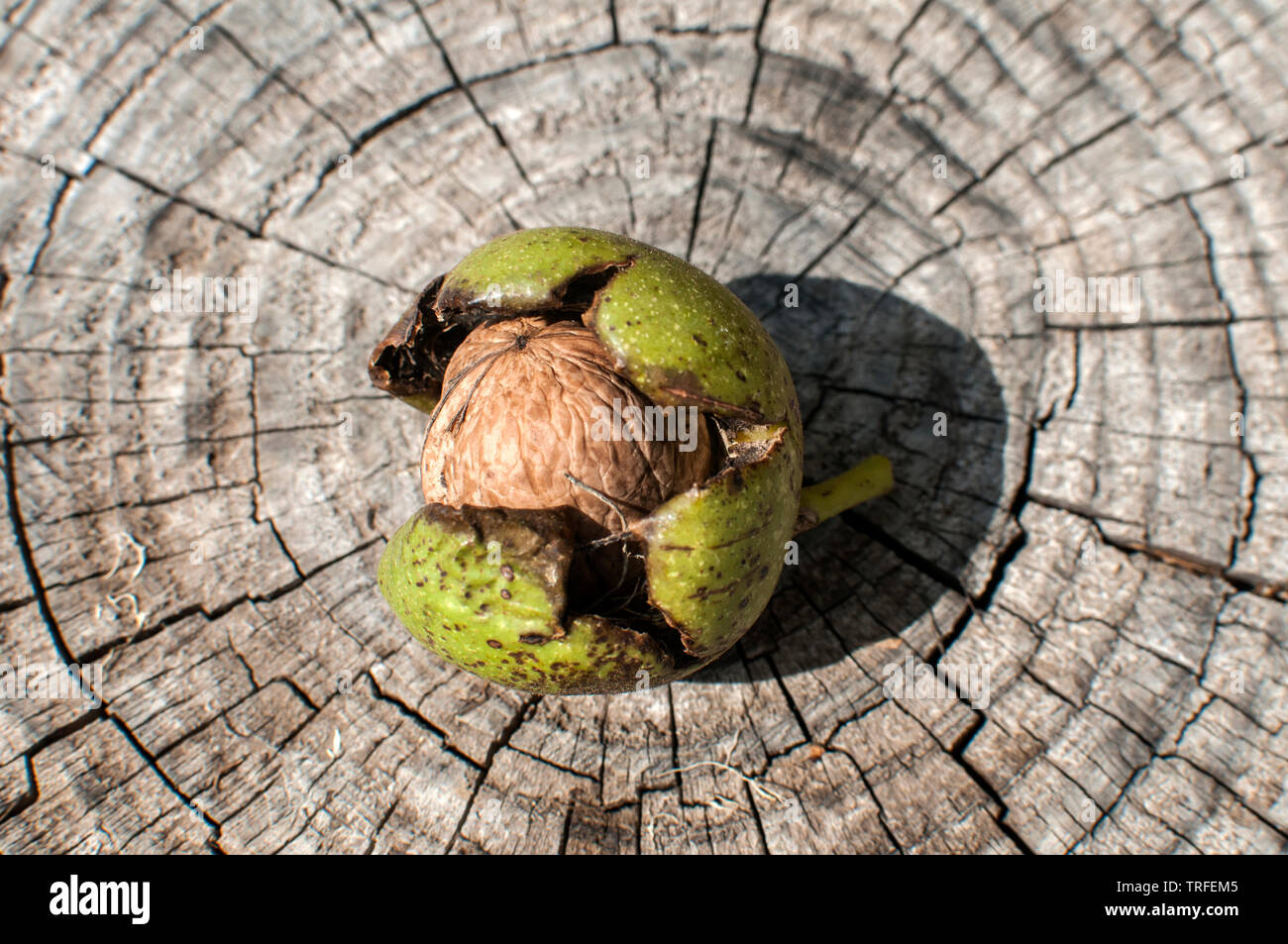 Walnut shell and its green husk closeup on cut wooden trunk background ...