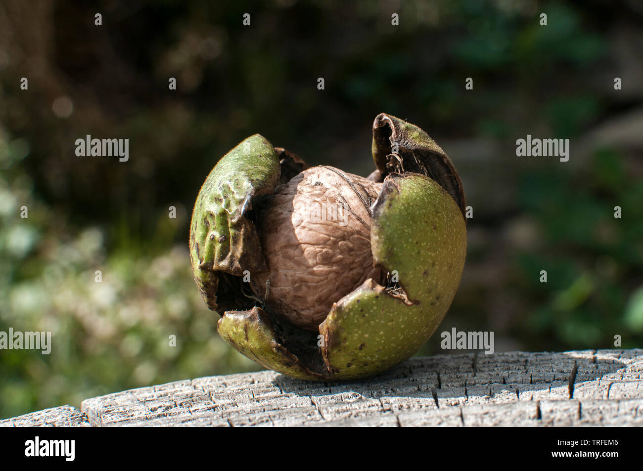 Walnut shell and its green husk closeup on cut wooden trunk background ...