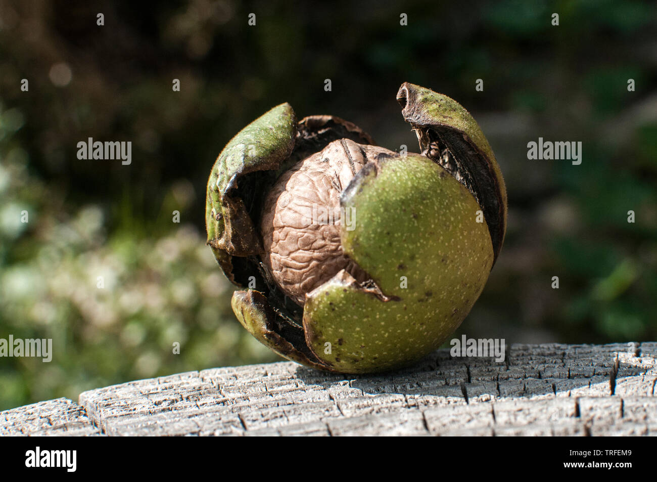 Walnut shell and its green husk closeup on cut wooden trunk background ...