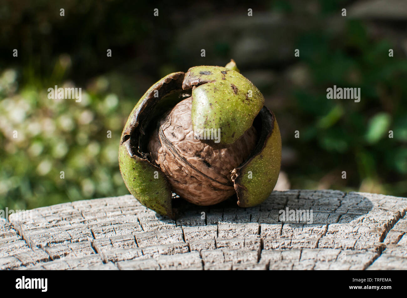 Walnut shell and its green husk closeup on cut wooden trunk background ...