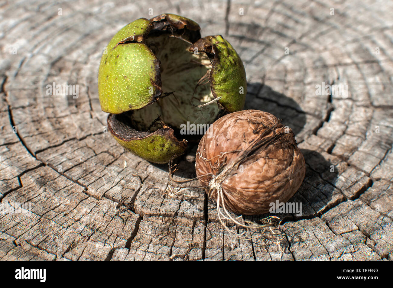 Walnut shell and its green husk closeup on cut wooden trunk background ...