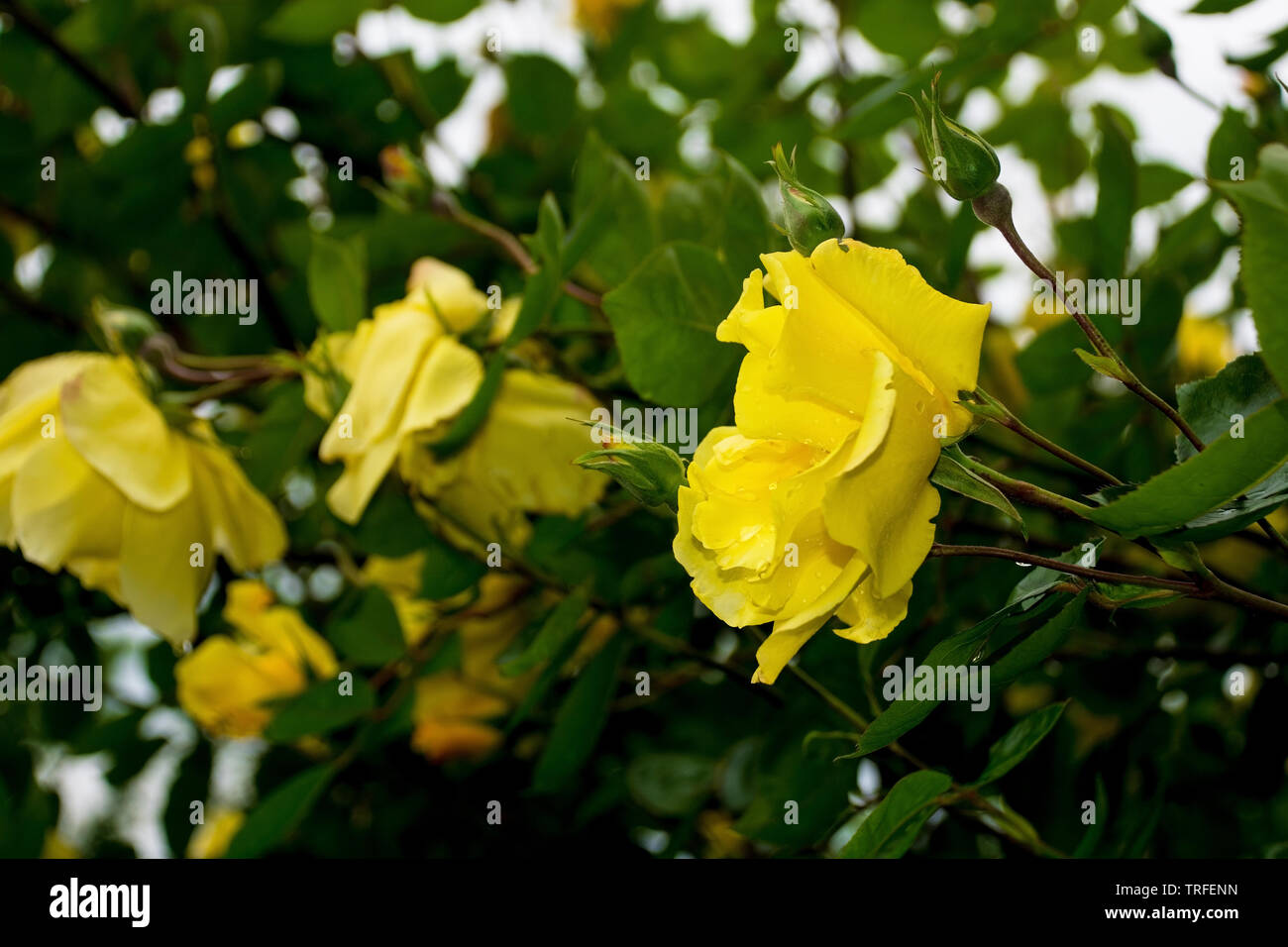 Yellow roses growing in a garden in north west Italy. They are wet from ...