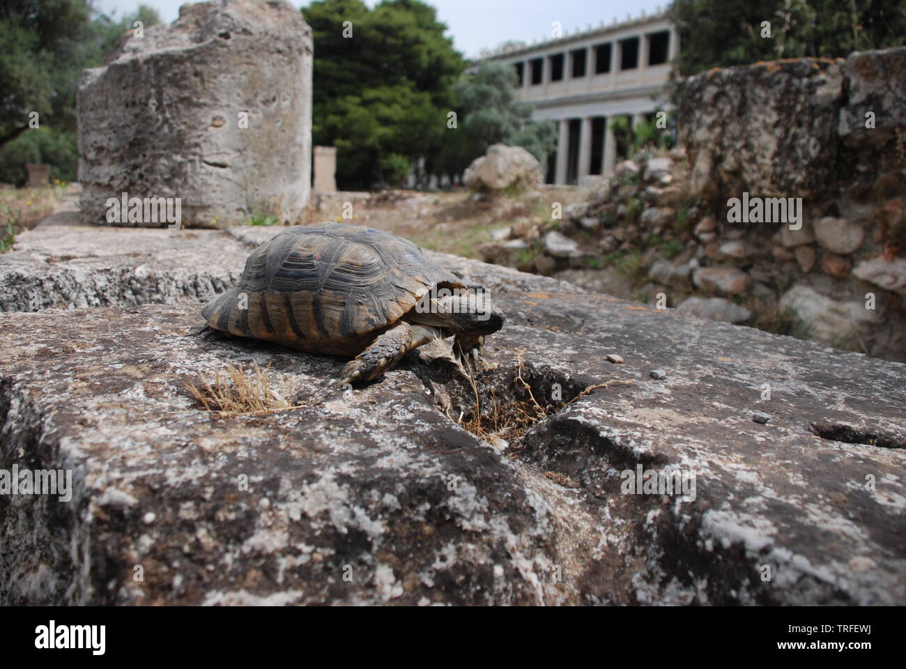 Turtle Greece High Resolution Stock Photography and Images - Alamy