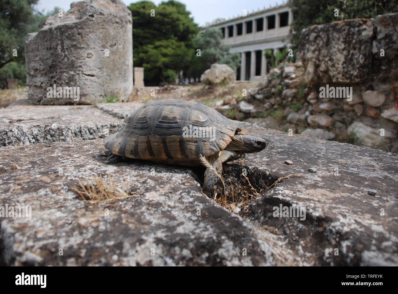 Turtle greece hi-res stock photography and images - Alamy