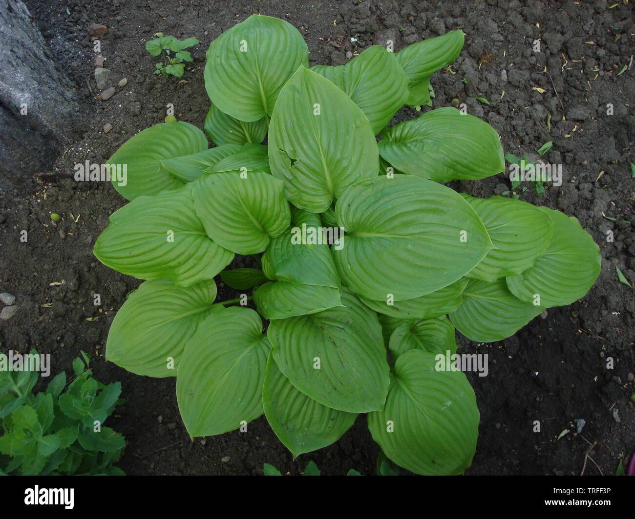 Green hosta (Hosta lancifolia) leaves in summer garden. Green life ...