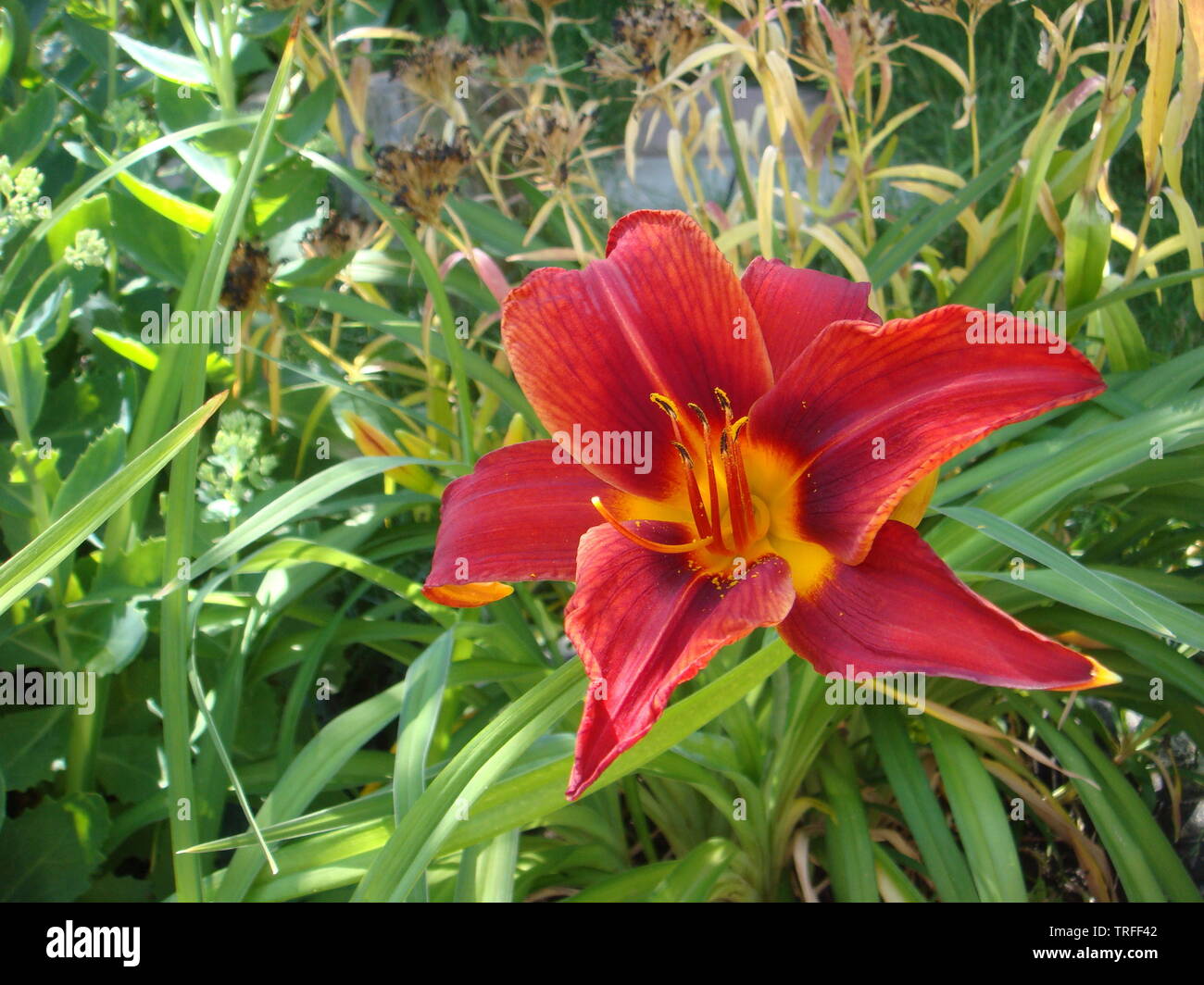 Closeup of a big red tiger lily in the garden summer. Bright red ...