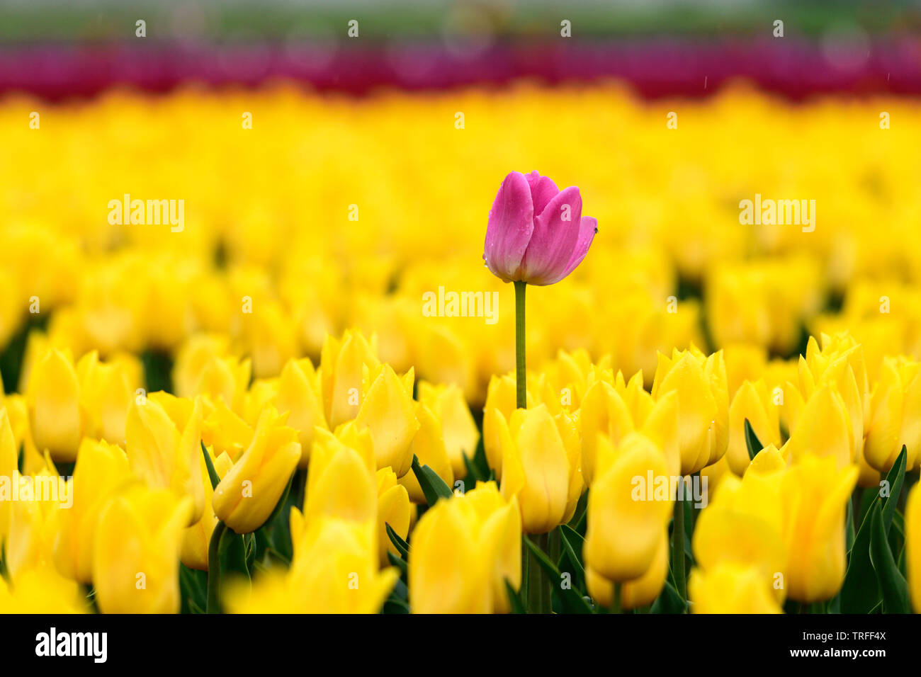 Soft overcast light and beautiful flowers on display at the Chilliwack ...