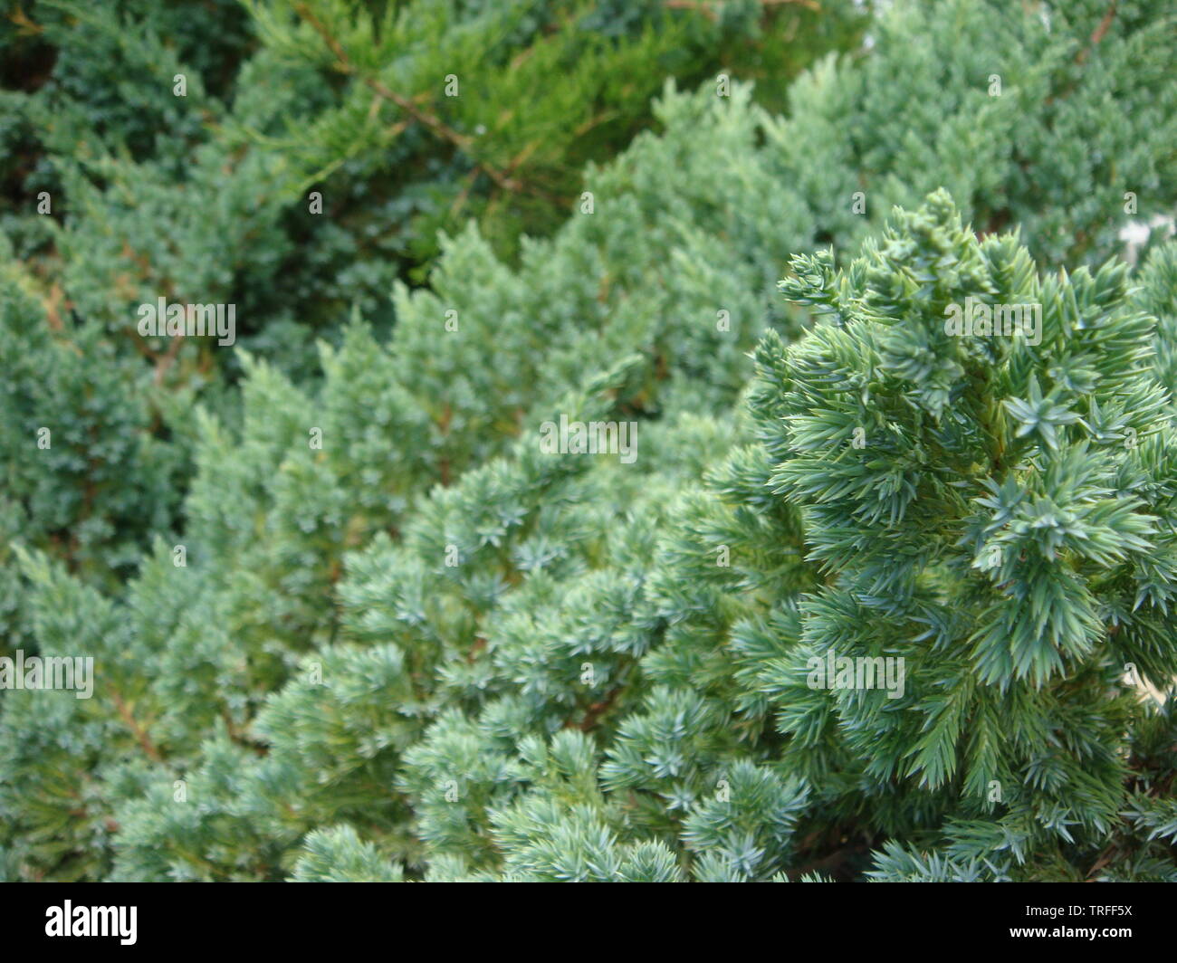 Emerald juniper plant hi-res stock photography and images - Alamy