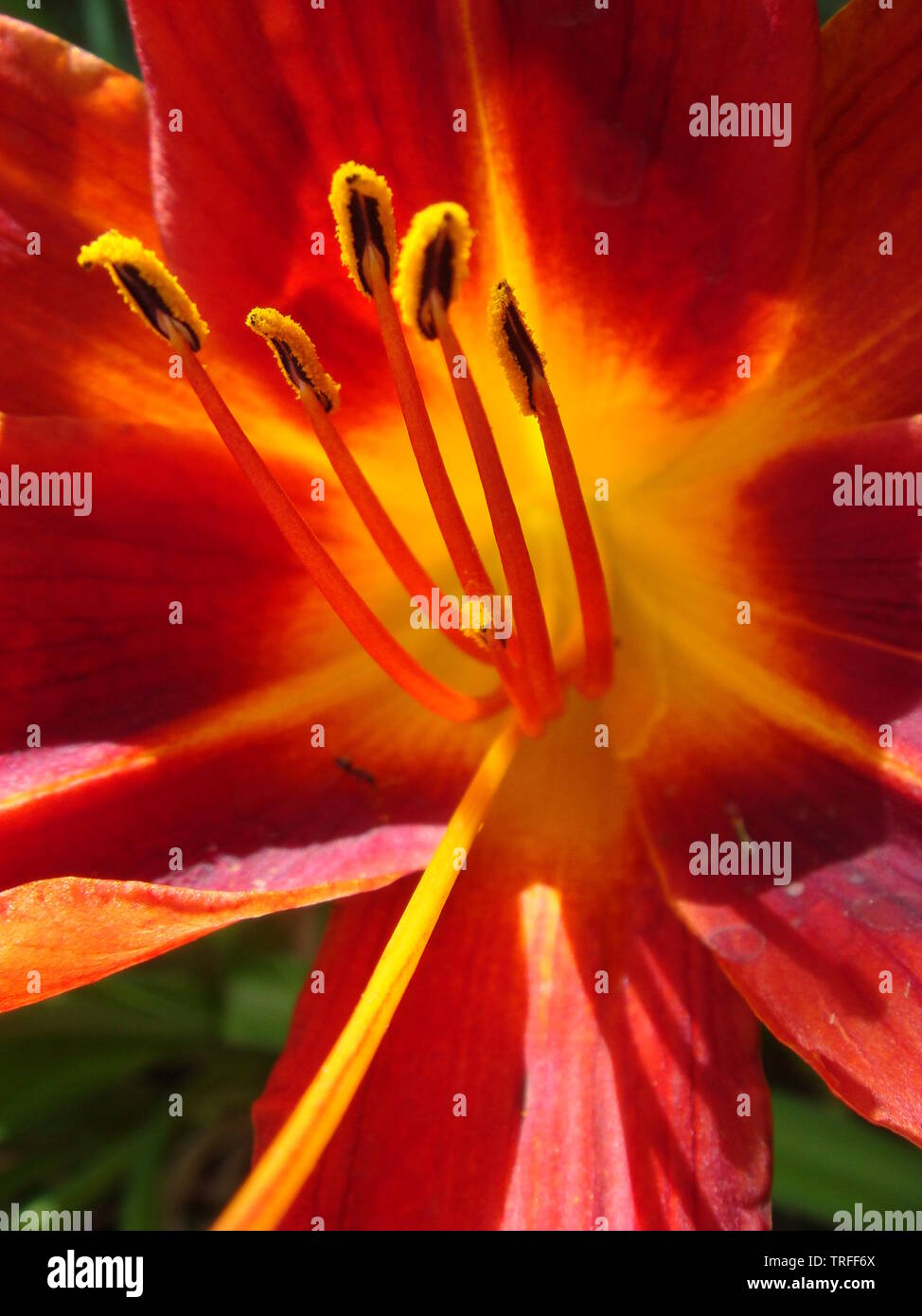 Closeup of a big red tiger lily in the garden summer. Bright red ...