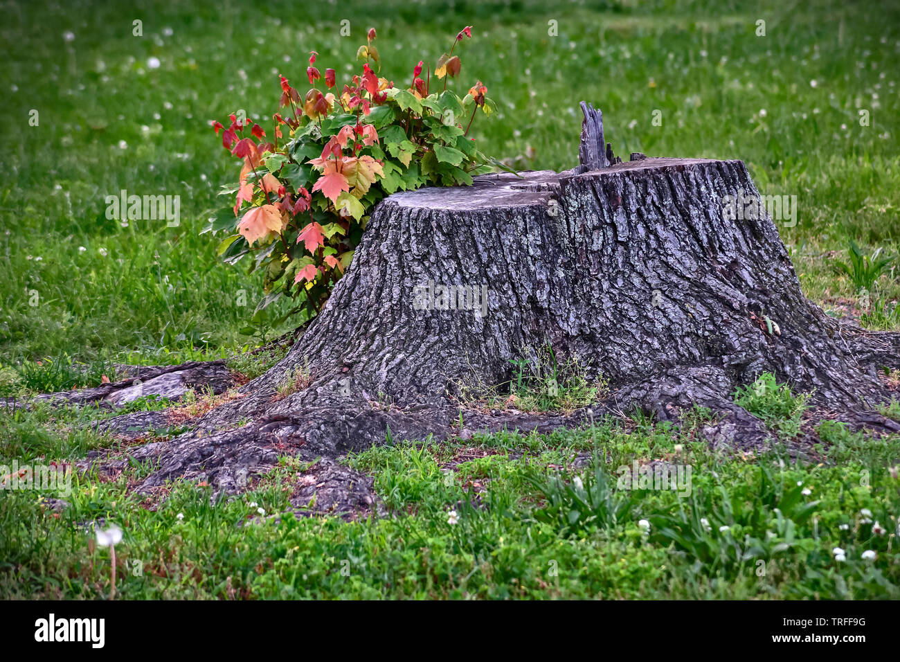Revival with plants hi-res stock photography and images - Alamy