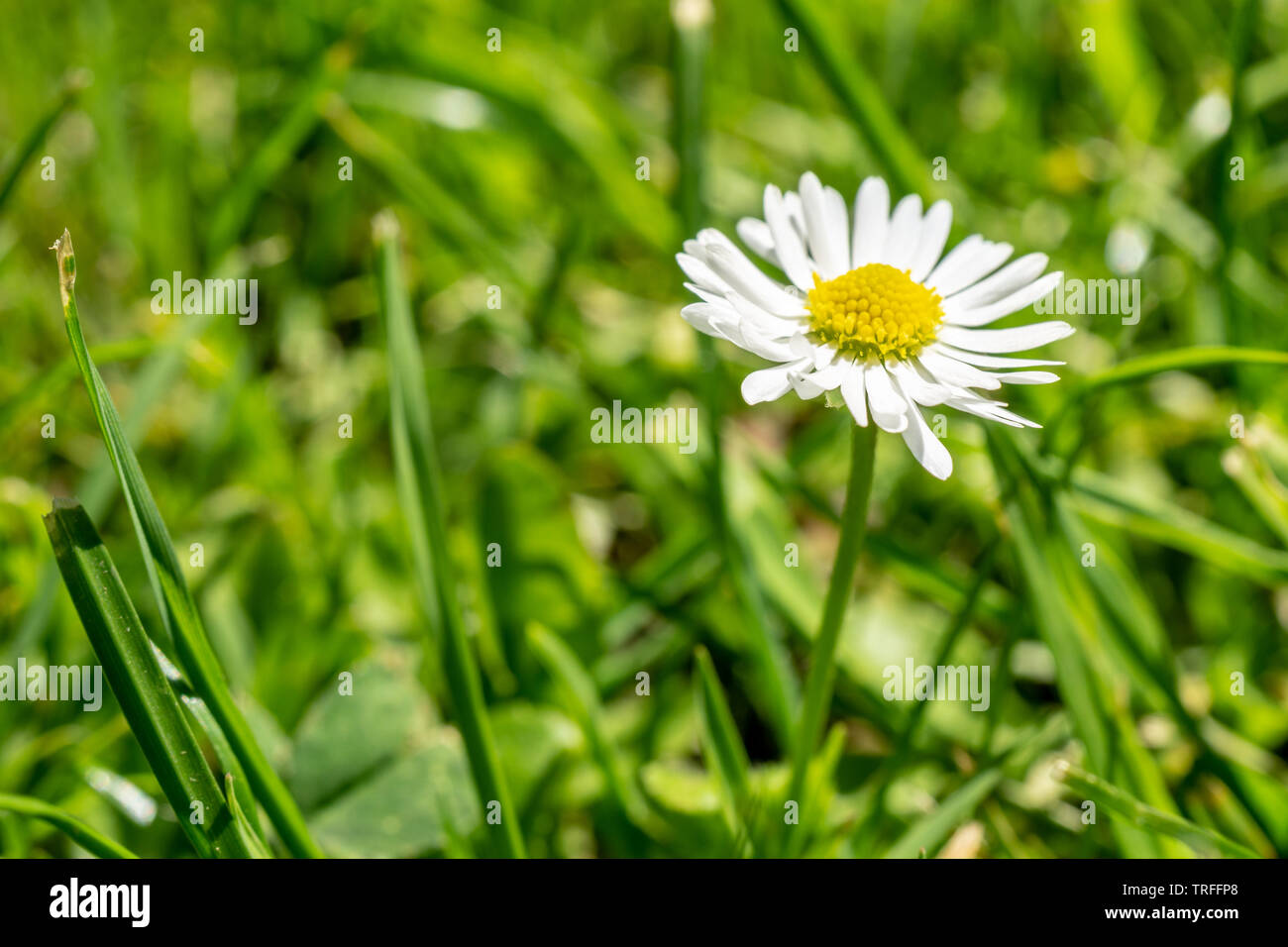 Daisy flower in green hi-res stock photography and images - Alamy