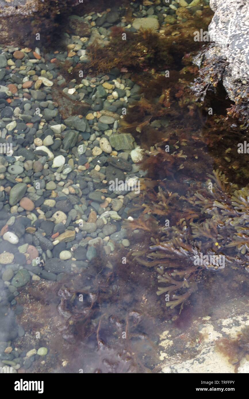 Rhodophyta (Corallina officinalis) and Bladderwrack Seaweed in a Pebbly ...