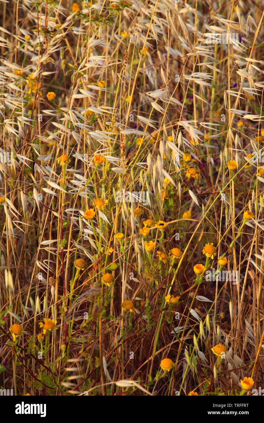 Portugal, Algarve, Lagos, Ponta da Piedade, wildflowers, grass Stock ...