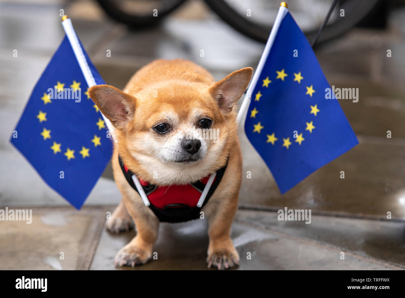 Tiny dog hi-res stock photography and images - Alamy