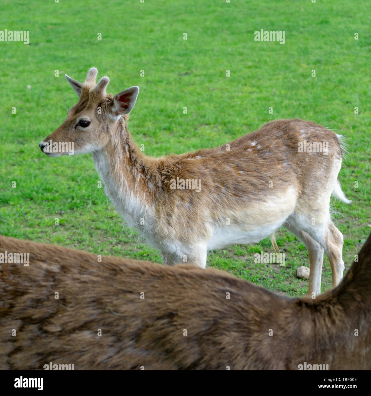 Australian deer hi-res stock photography and images - Alamy