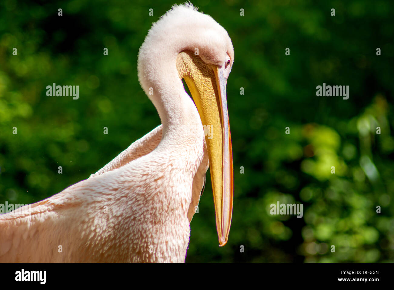 Pelican cover hi-res stock photography and images - Alamy