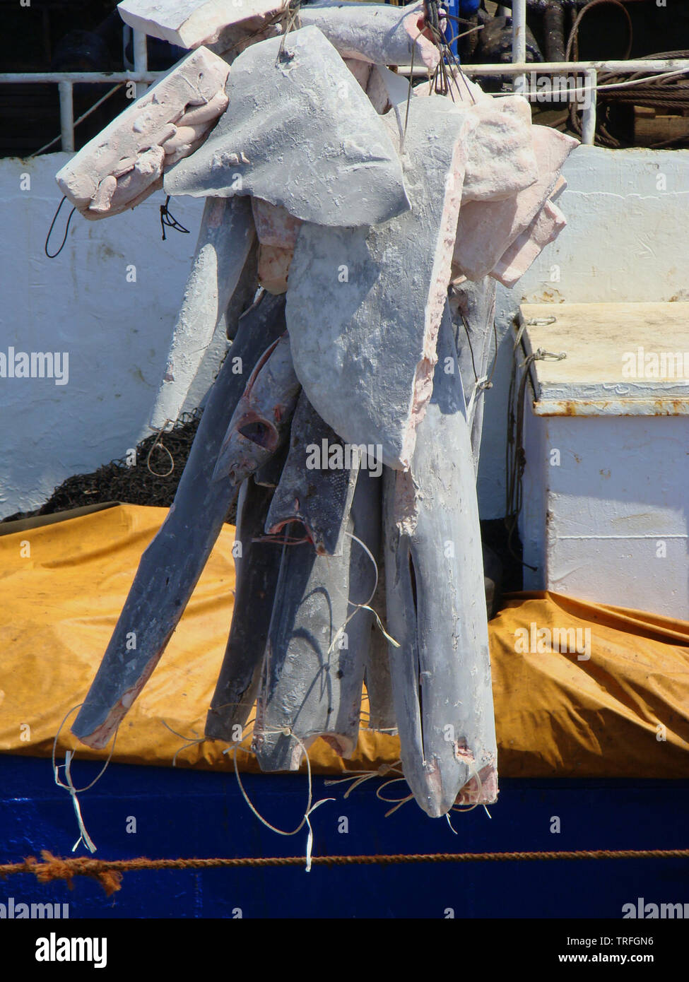 A mixed batch of frozen fish is being transhipped from an Asian-flagged ...