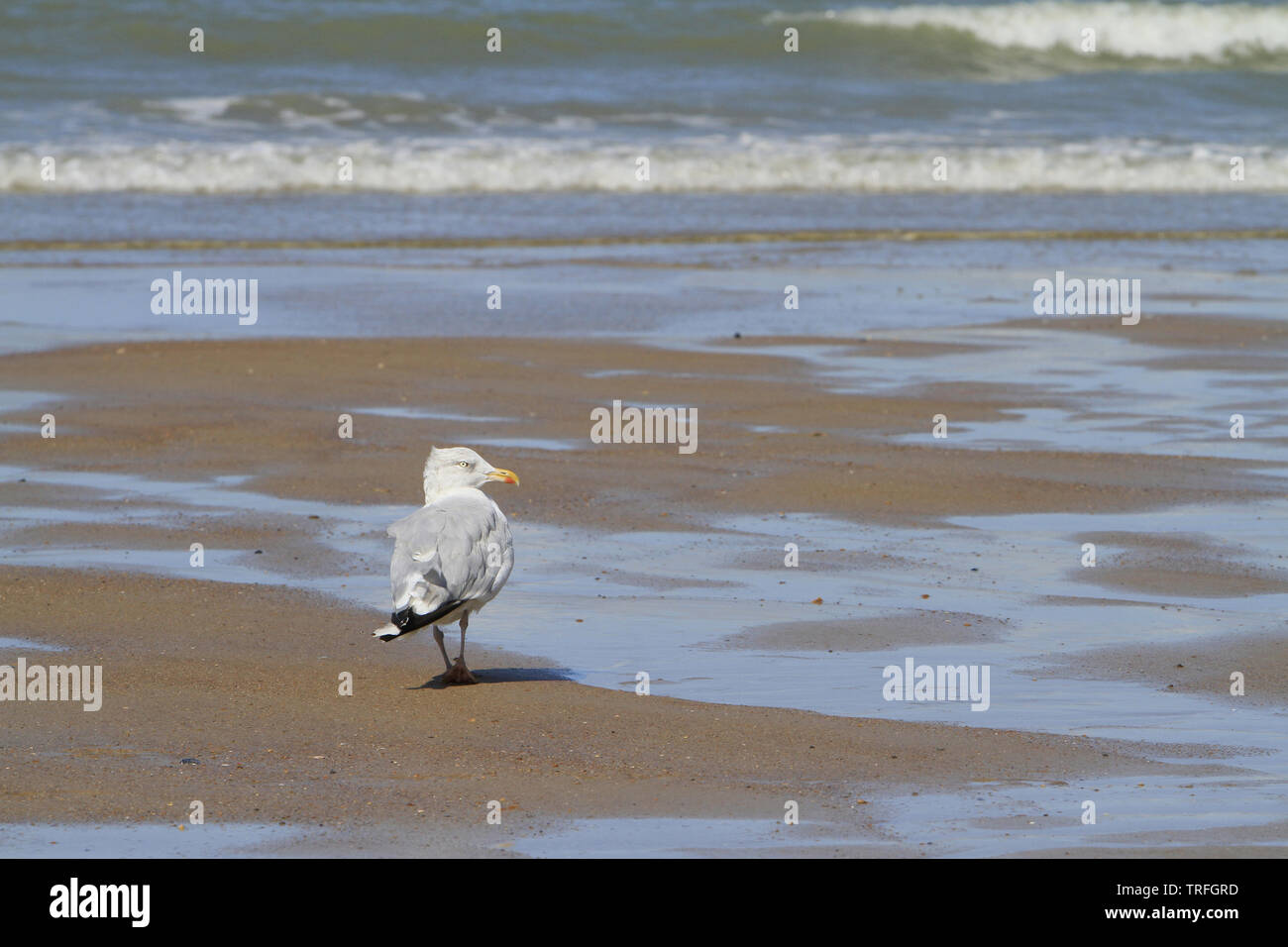 Knokke le zoute hi-res stock photography and images - Alamy