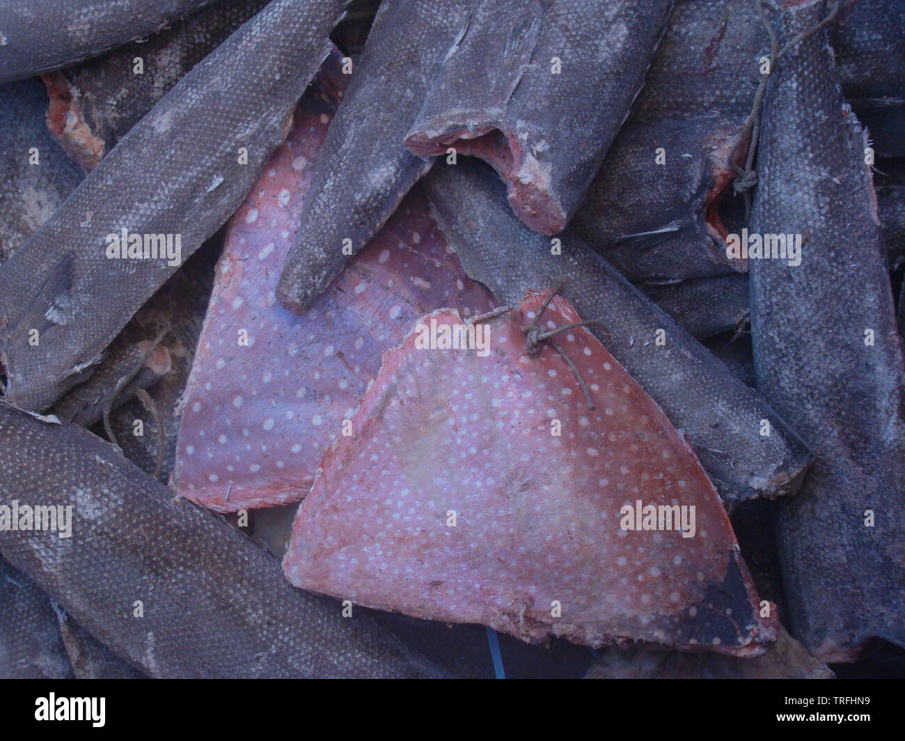 A mixed batch of frozen fish is being transhipped from an Asian-flagged ...