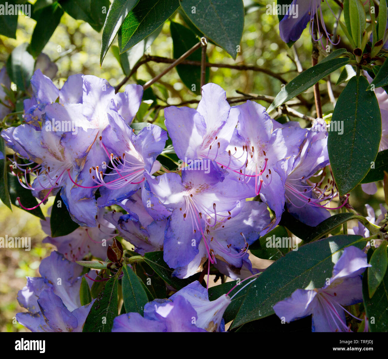 Cragside house and gardens, Northumberland, England Stock Photo - Alamy