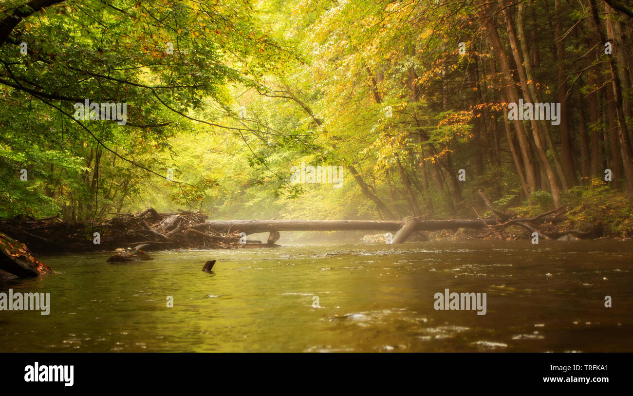 Fallen tree across the river Stock Photo - Alamy