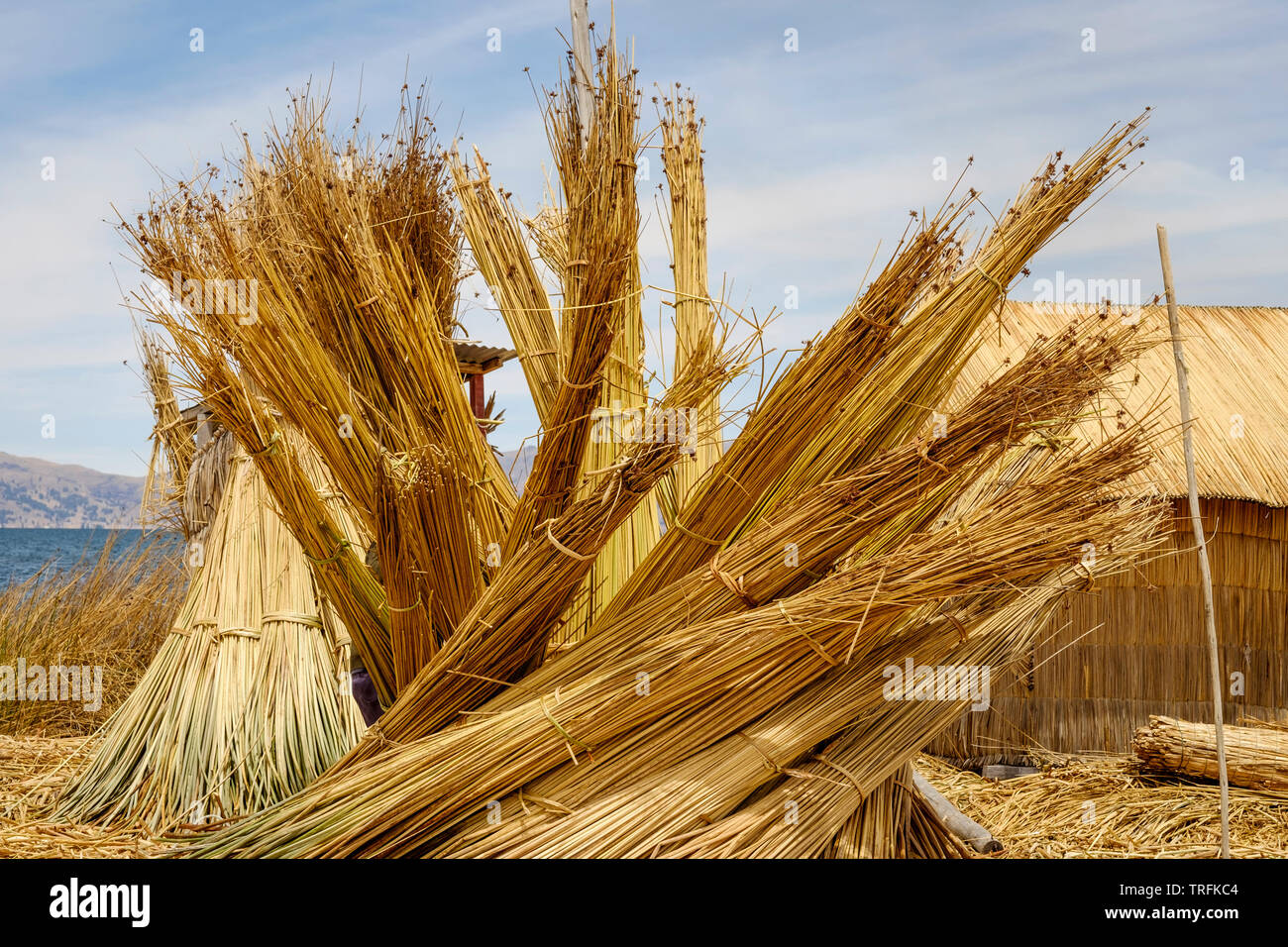 Collected reed piled up on bundles on a reed floating island on the ...