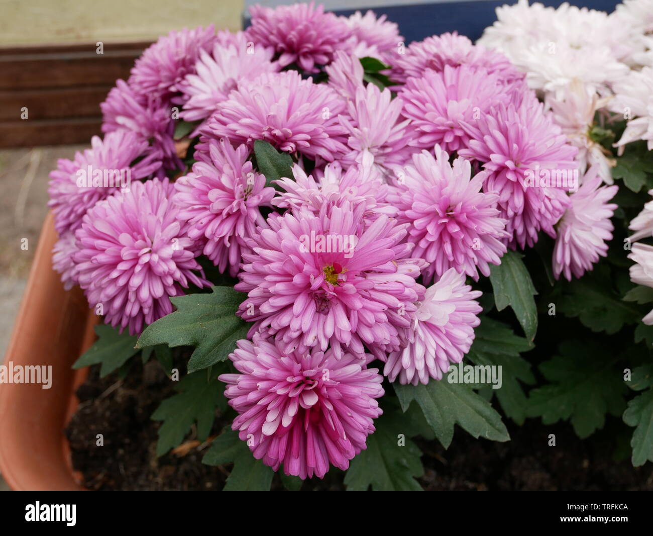Blumen Pflanzen Grün Garten Topf Stock Photo - Alamy