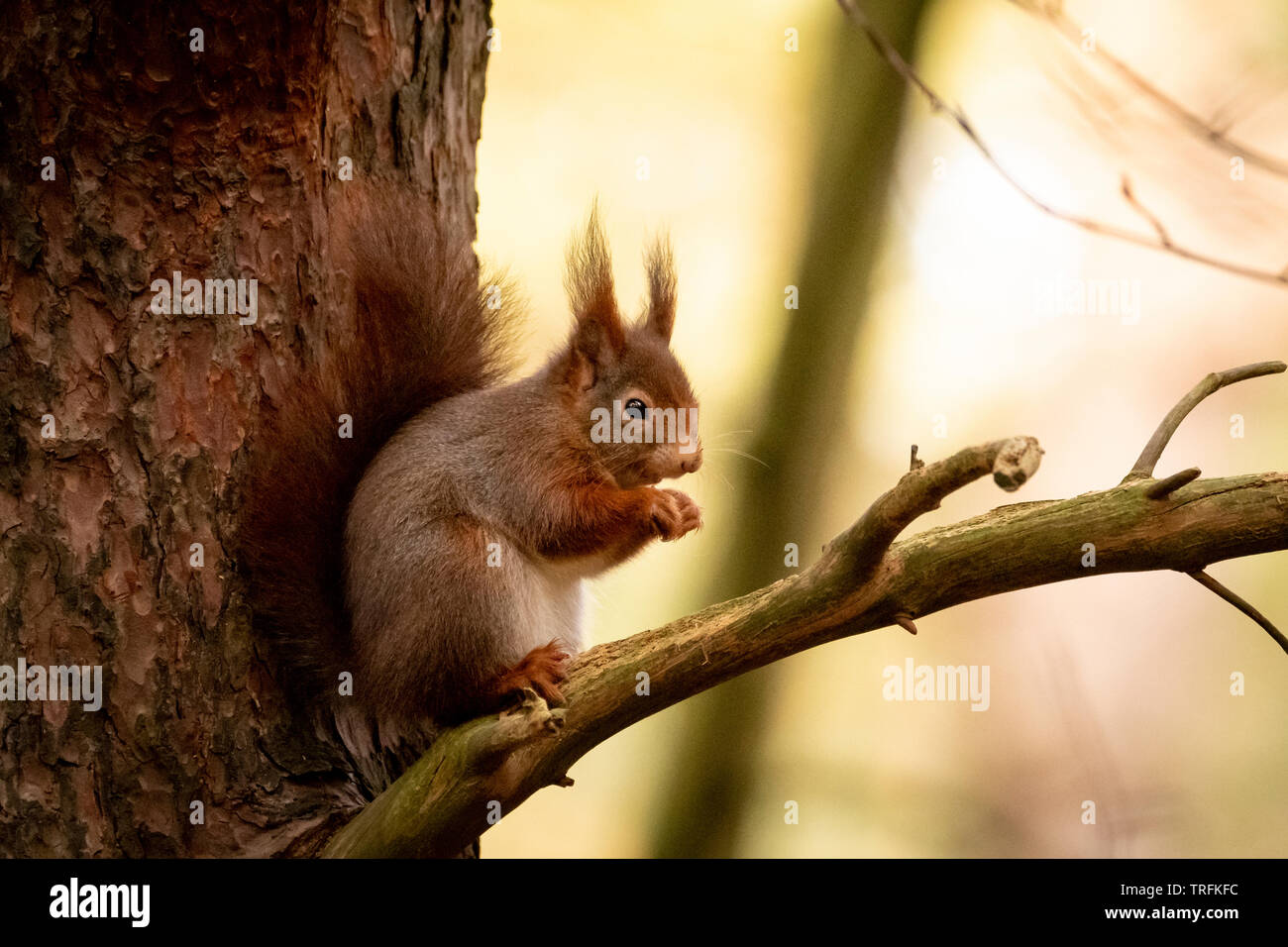 Red squirrel running with nut hi-res stock photography and images - Alamy