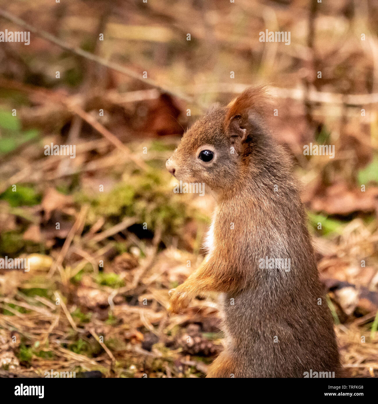 Red Squirrel in the wild Stock Photo - Alamy