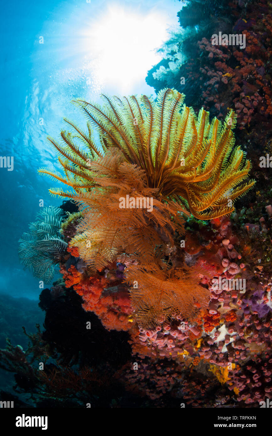 Underwater Crinoid Feather Star High Resolution Stock Photography and ...